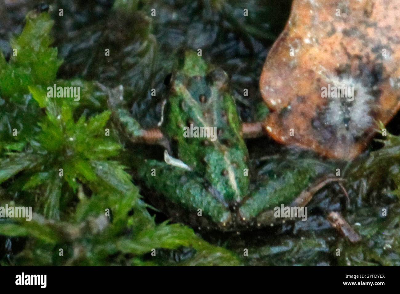 Southern Cricket Frog (Acris gryllus Stock Photo - Alamy