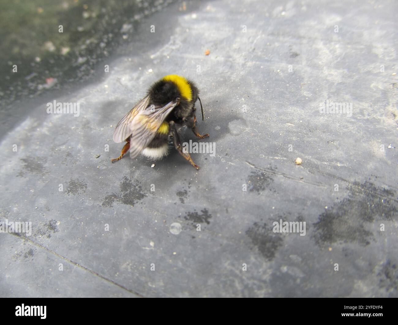 White-tailed Bumble Bee (Bombus lucorum Stock Photo - Alamy