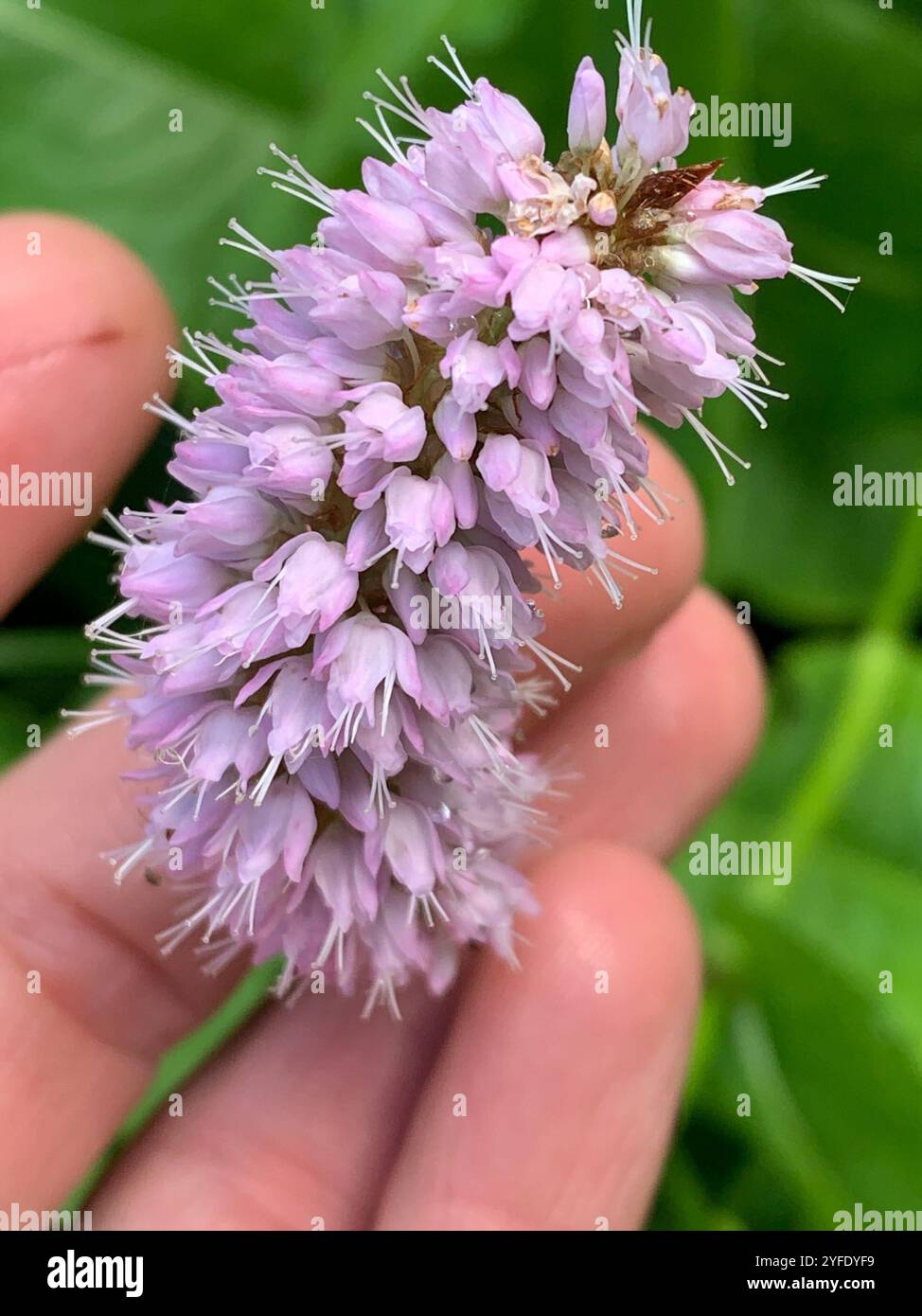 common bistort (Bistorta officinalis Stock Photo - Alamy