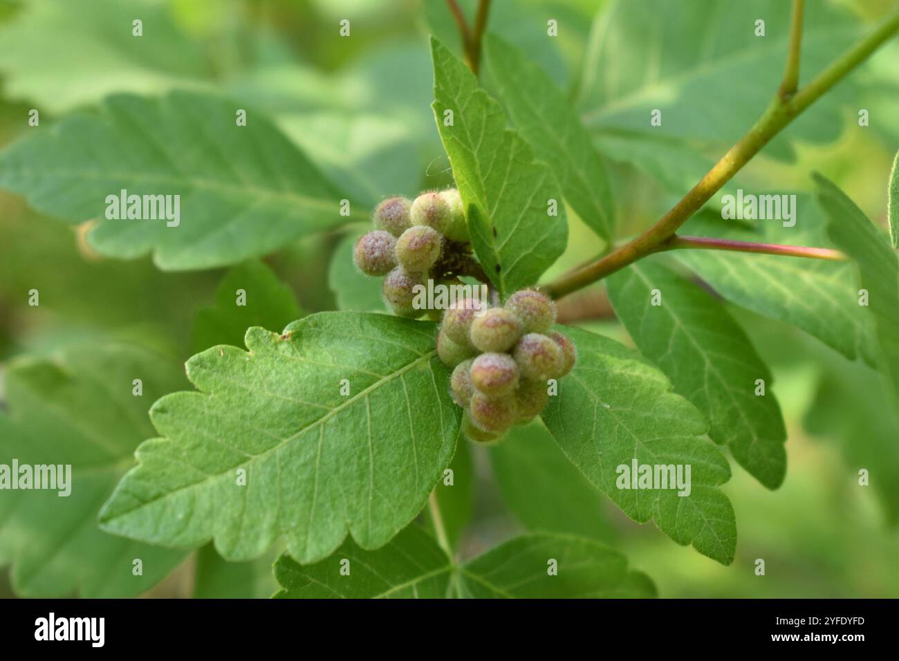 fragrant sumac (Rhus aromatica Stock Photo - Alamy