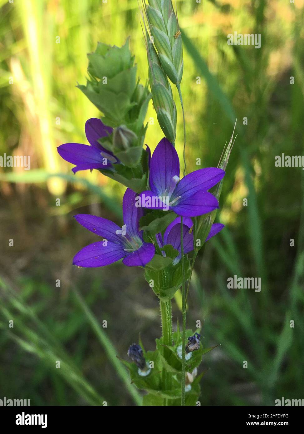 clasping Venus's looking glass (Triodanis perfoliata Stock Photo - Alamy