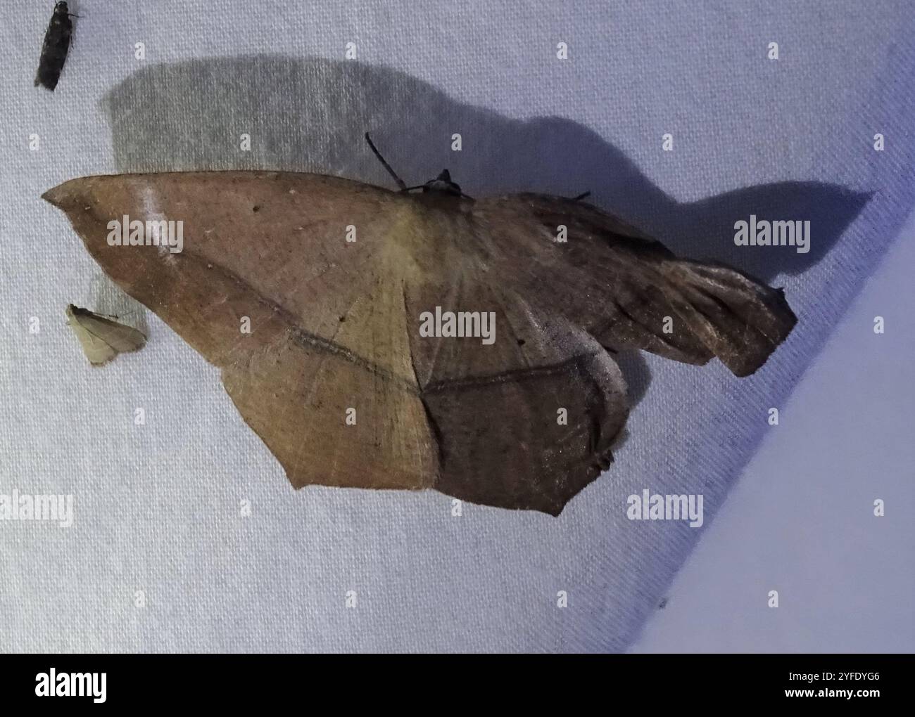 Large Maple Spanworm Moth (Prochoerodes lineola Stock Photo - Alamy