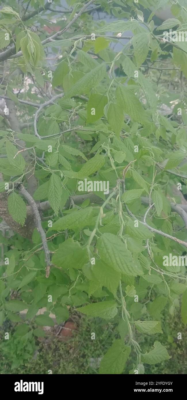 common hackberry (Celtis occidentalis Stock Photo - Alamy