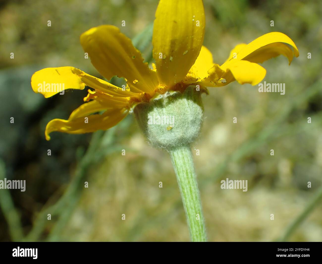 common woolly sunflower (Eriophyllum lanatum Stock Photo - Alamy