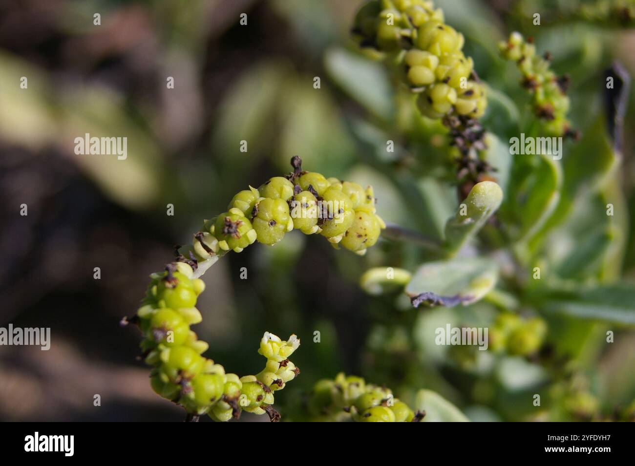 Heliotropium curassavicum hi-res stock photography and images - Alamy