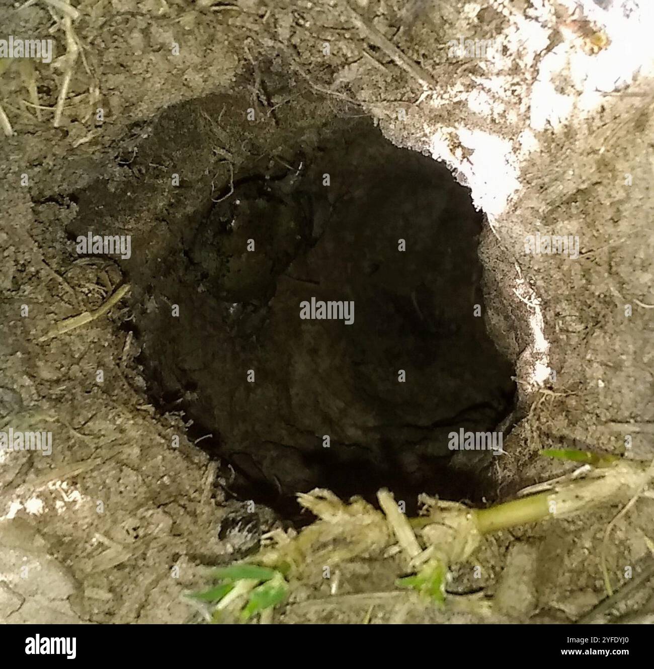 Western Narrow-mouthed Toad (Gastrophryne olivacea Stock Photo - Alamy