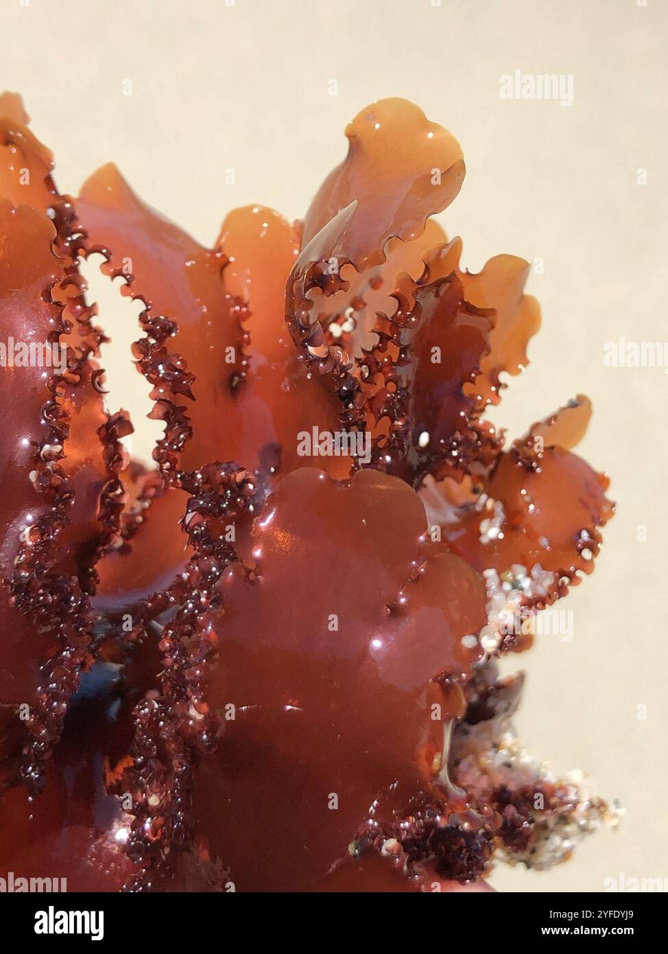 Grape Tongue (Cryptopleura ruprechtiana Stock Photo - Alamy