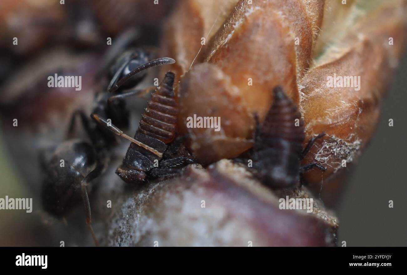 Typical Treehoppers (Membracidae Stock Photo - Alamy