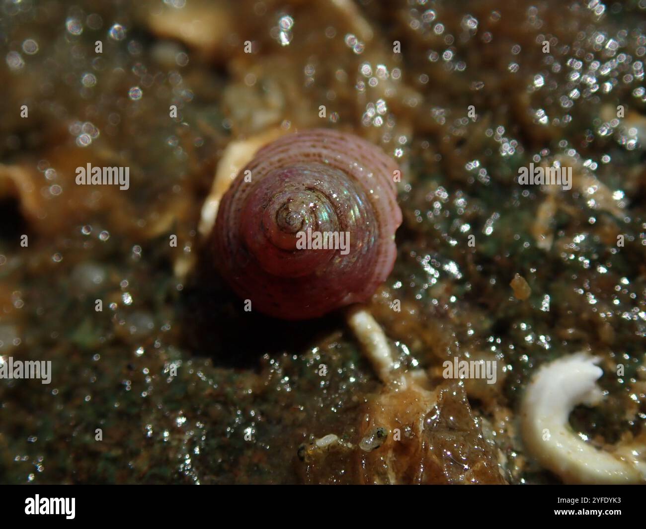 Globe Snails (Margarites Stock Photo - Alamy
