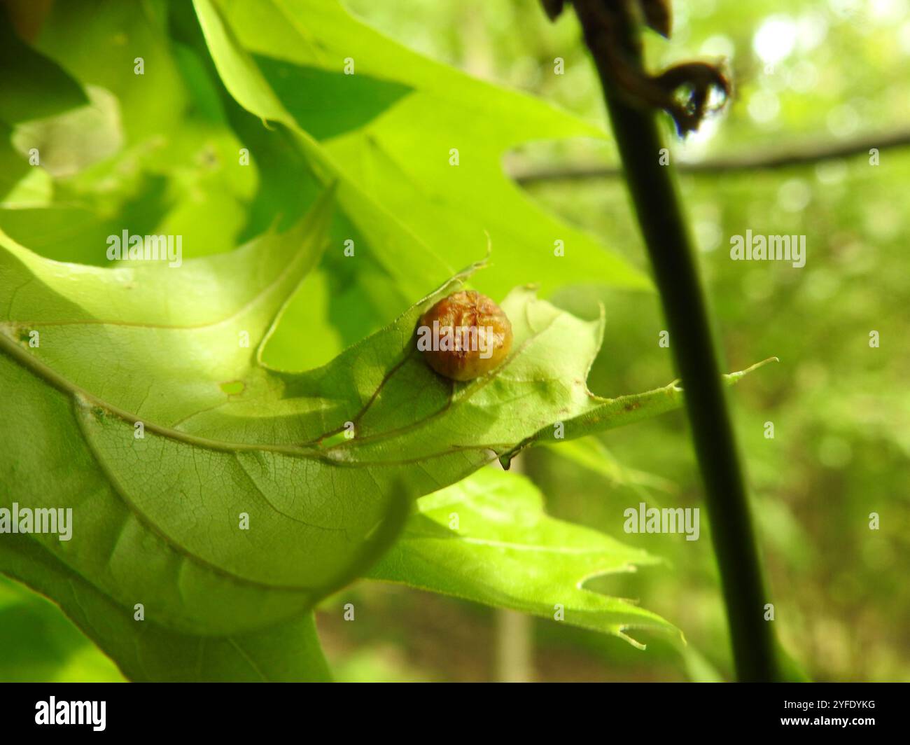Succulent Oak Gall Wasp (Dryocosmus quercuspalustris Stock Photo - Alamy
