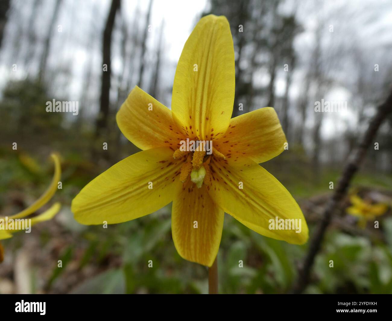 yellow trout lily (Erythronium americanum Stock Photo - Alamy