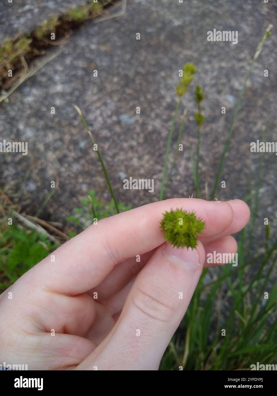 green-sheathed sedge (Carex feta Stock Photo - Alamy