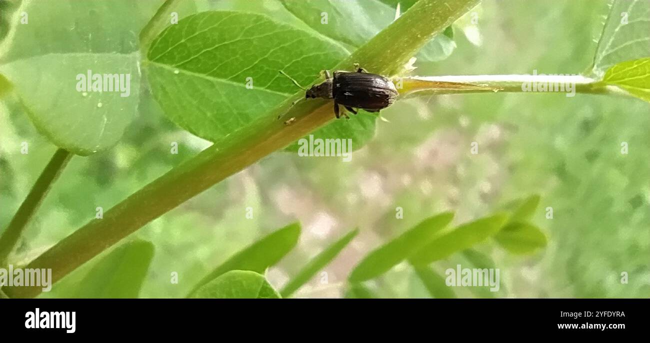 Common Leaf Weevil (Phyllobius pyri Stock Photo - Alamy