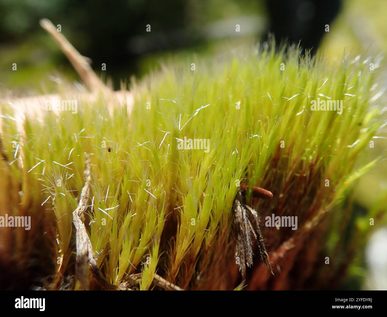 Heath Star-moss (Campylopus introflexus Stock Photo - Alamy