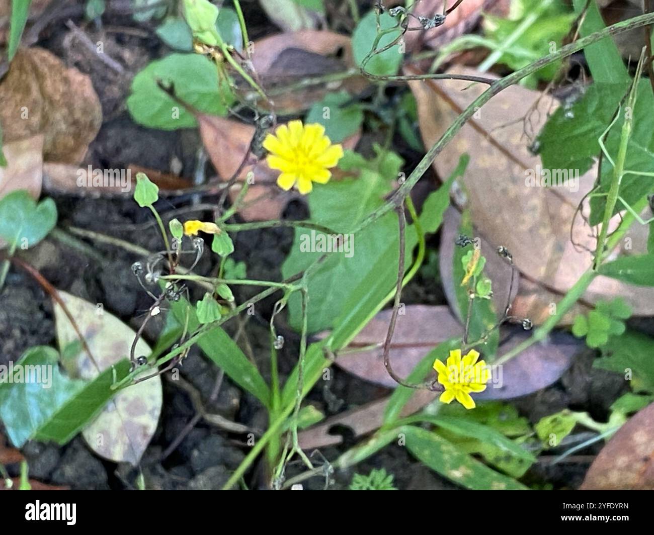 Oriental false hawksbeard (Youngia japonica Stock Photo - Alamy