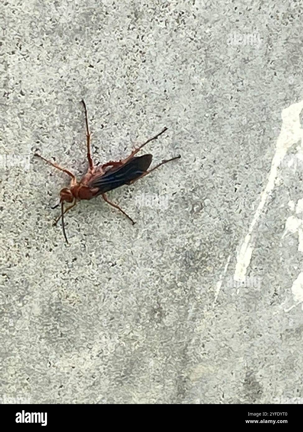 Rusty Spider Wasp (Tachypompilus ferrugineus Stock Photo - Alamy