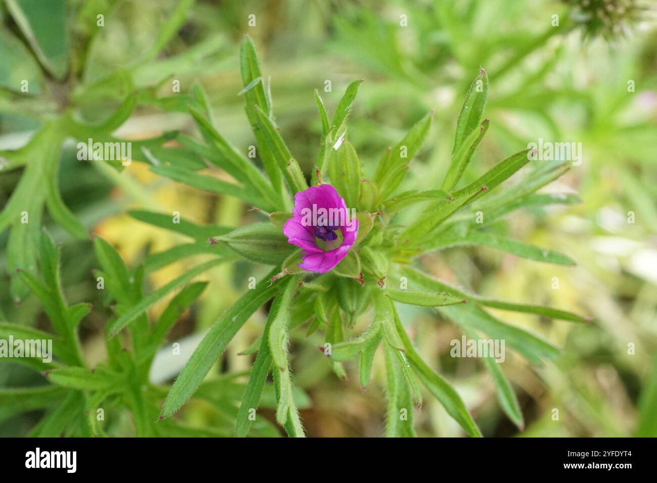 Cut-leaved crane's-bill (Geranium dissectum Stock Photo - Alamy