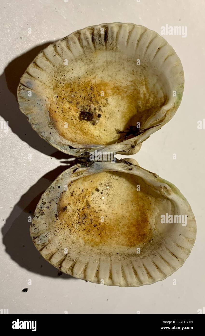 Common Cockle (Cerastoderma edule Stock Photo - Alamy