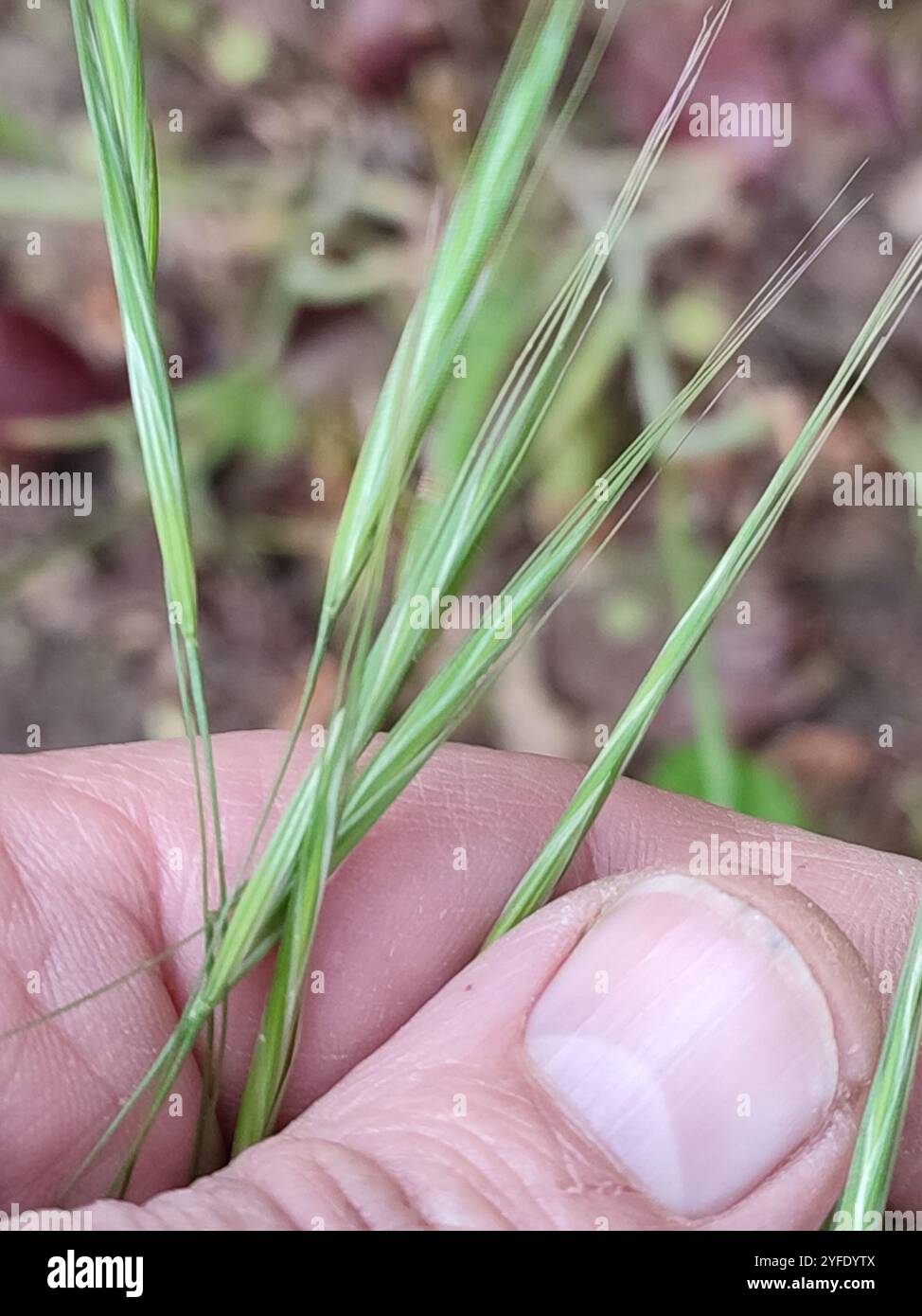 Barren Brome (Bromus sterilis Stock Photo - Alamy