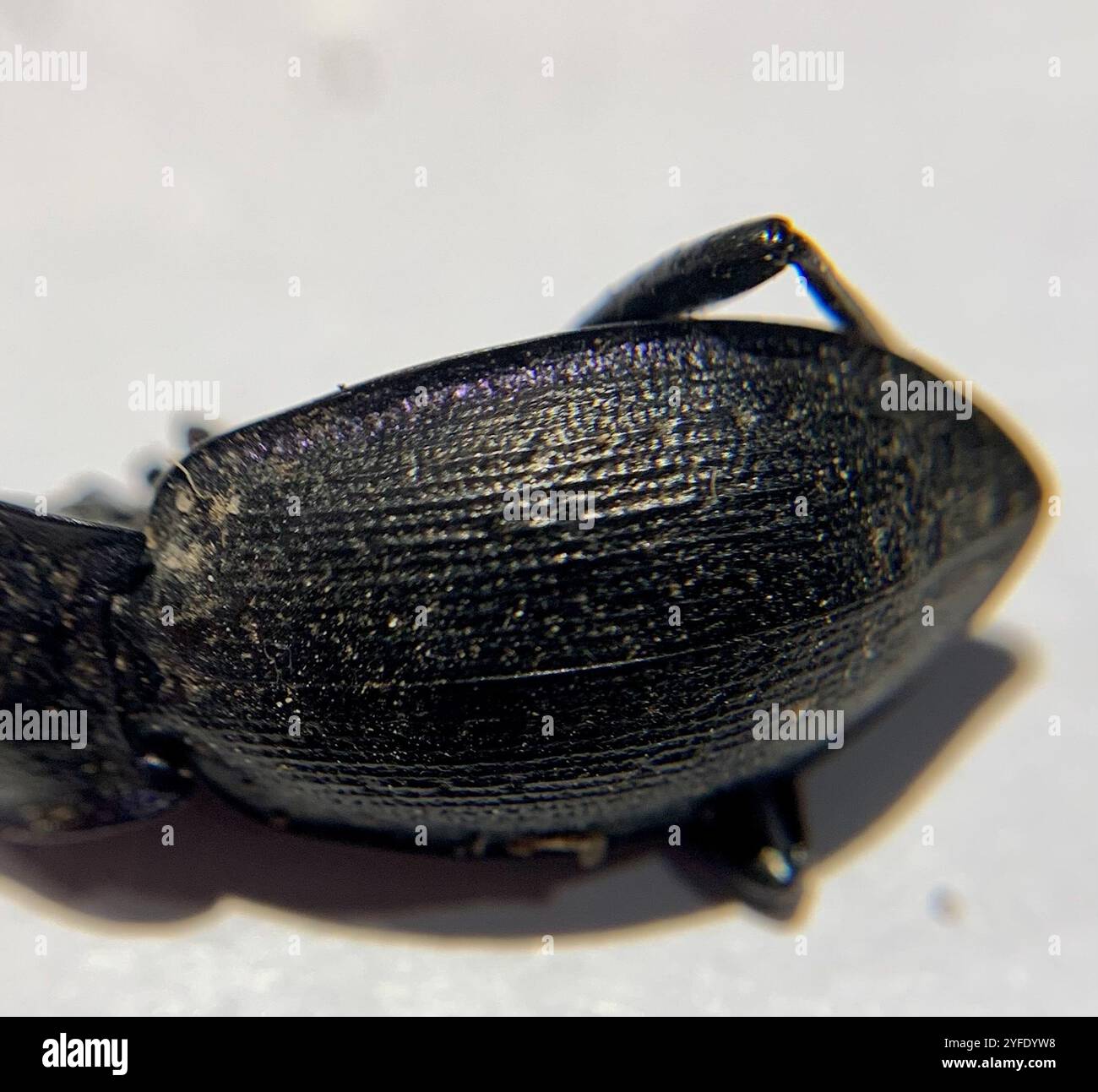 Rough Violet Ground Beetle (Carabus problematicus Stock Photo - Alamy