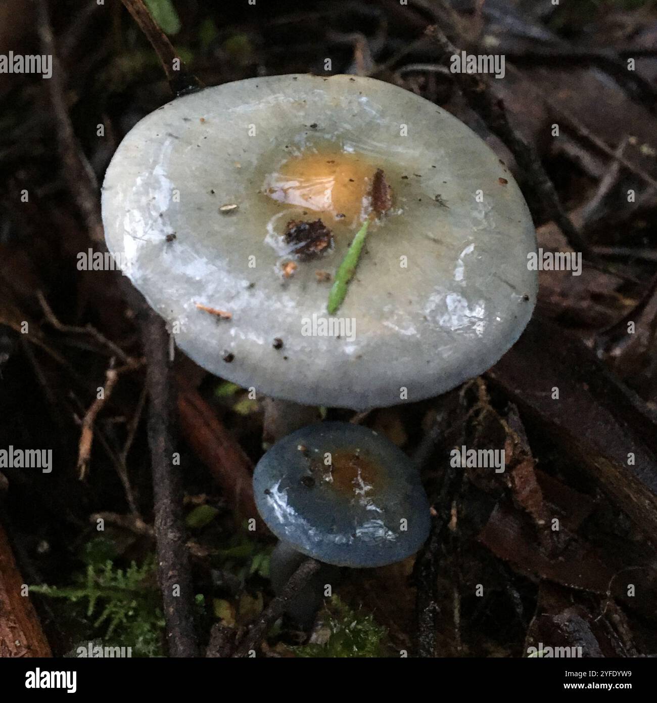 elegant blue webcap (Cortinarius rotundisporus Stock Photo - Alamy