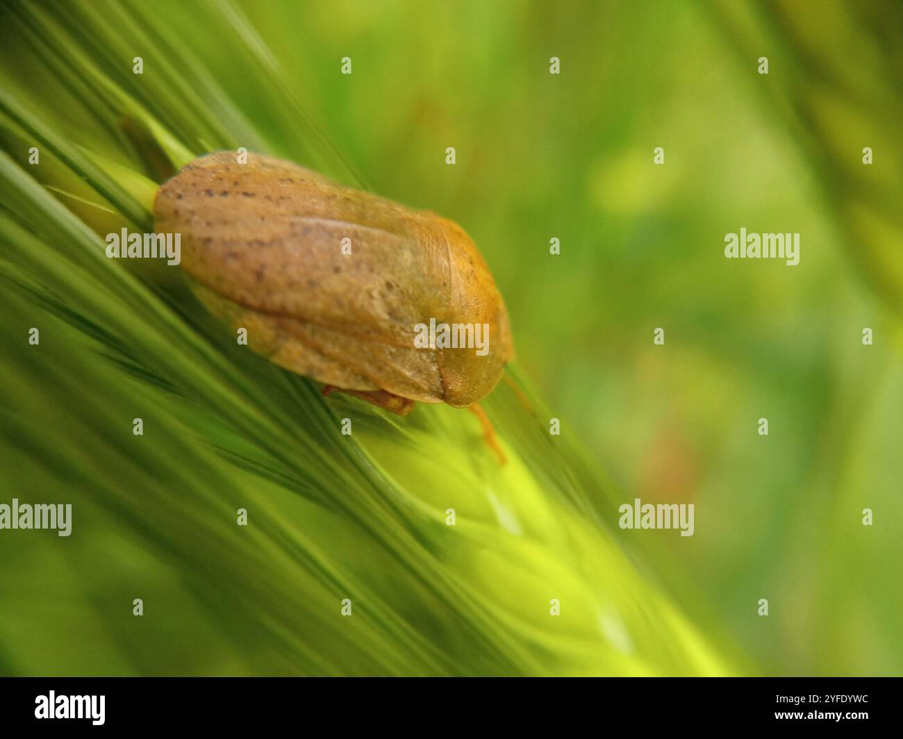 southern broad-bellied bug (Eurygaster austriaca Stock Photo - Alamy