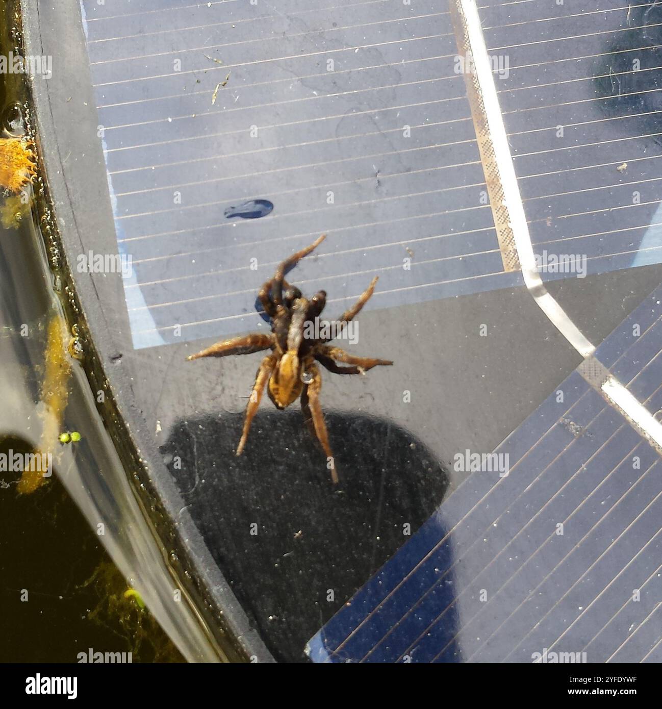Fox spiders hi-res stock photography and images - Alamy