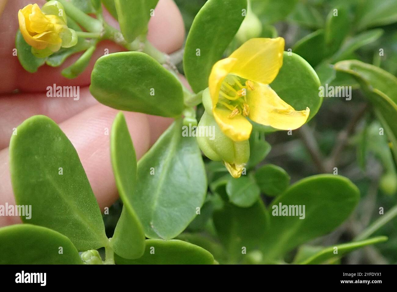 Roepera hi-res stock photography and images - Alamy