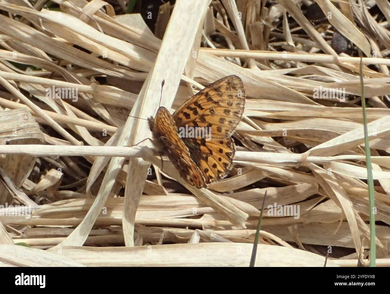 Freija fritillary hi-res stock photography and images - Alamy
