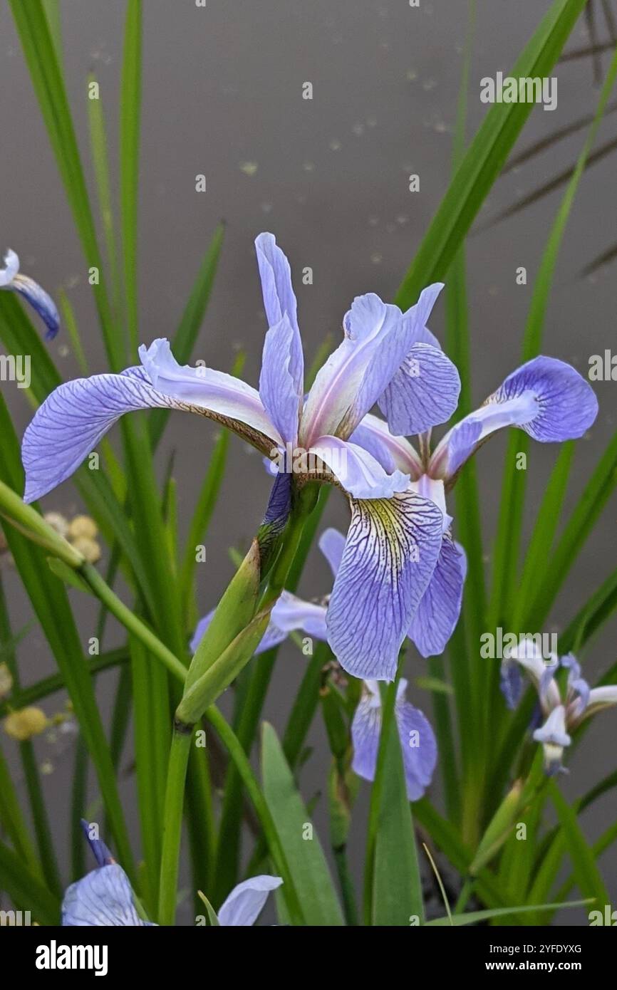 northern blue flag (Iris versicolor Stock Photo - Alamy