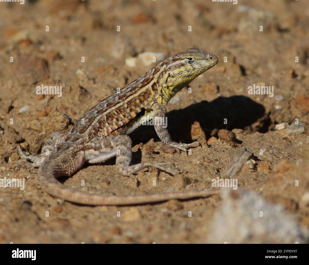 Western Side-blotched Lizard (Uta stansburiana elegans Stock Photo - Alamy