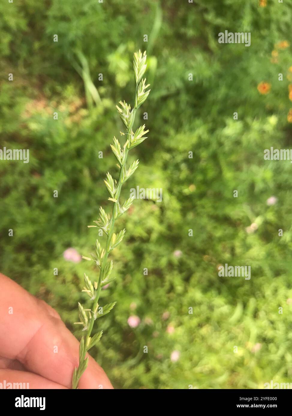 Italian Ryegrass (Lolium multiflorum Stock Photo - Alamy
