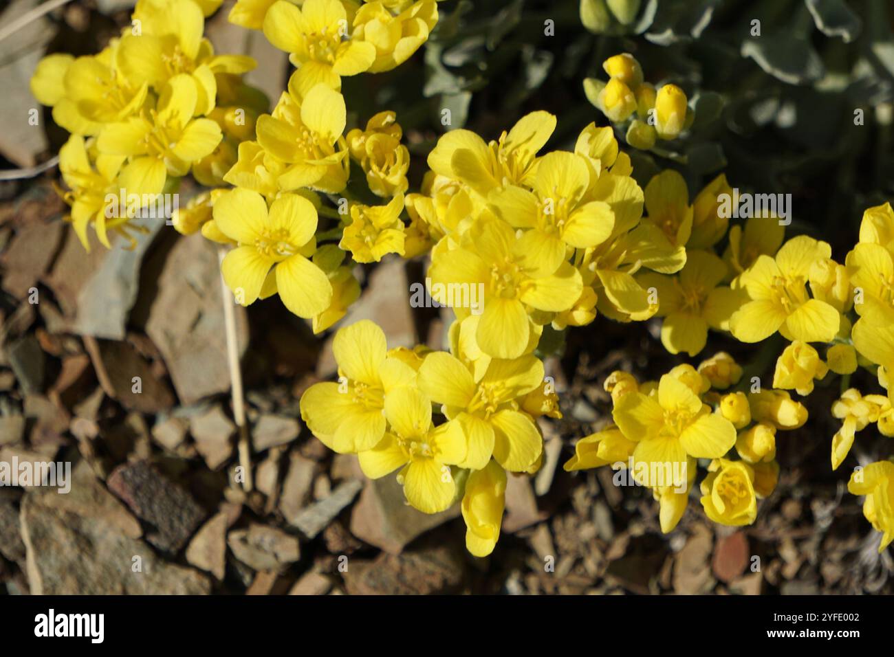 Double Twinpod (Physaria didymocarpa Stock Photo - Alamy