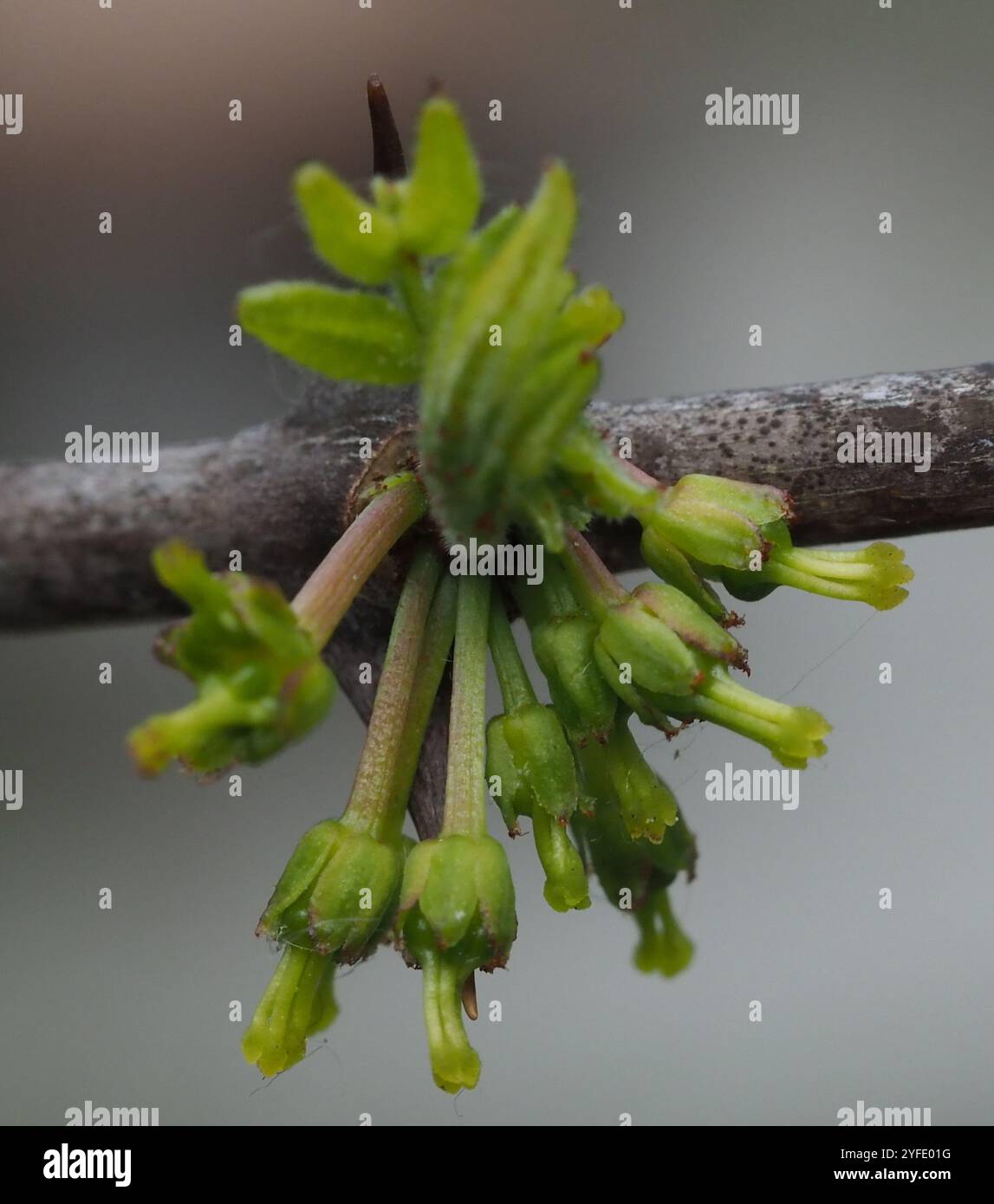 common prickly ash (Zanthoxylum americanum Stock Photo - Alamy