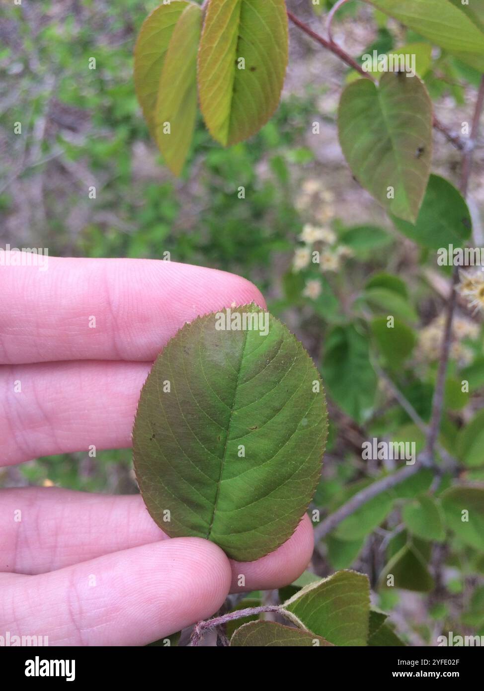 Running Serviceberry (Amelanchier stolonifera Stock Photo - Alamy