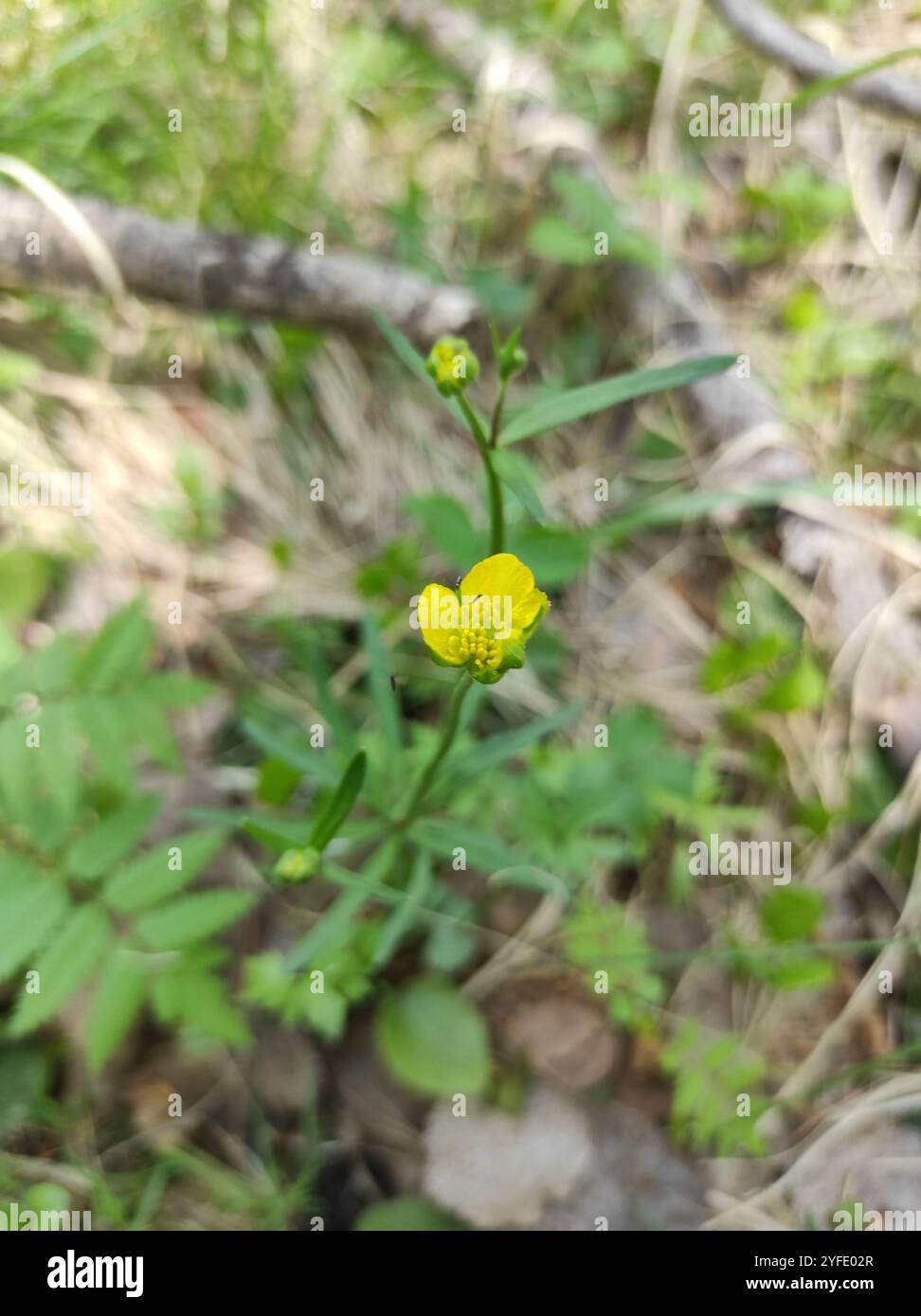 Goldilocks Buttercup (Ranunculus auricomus Stock Photo - Alamy