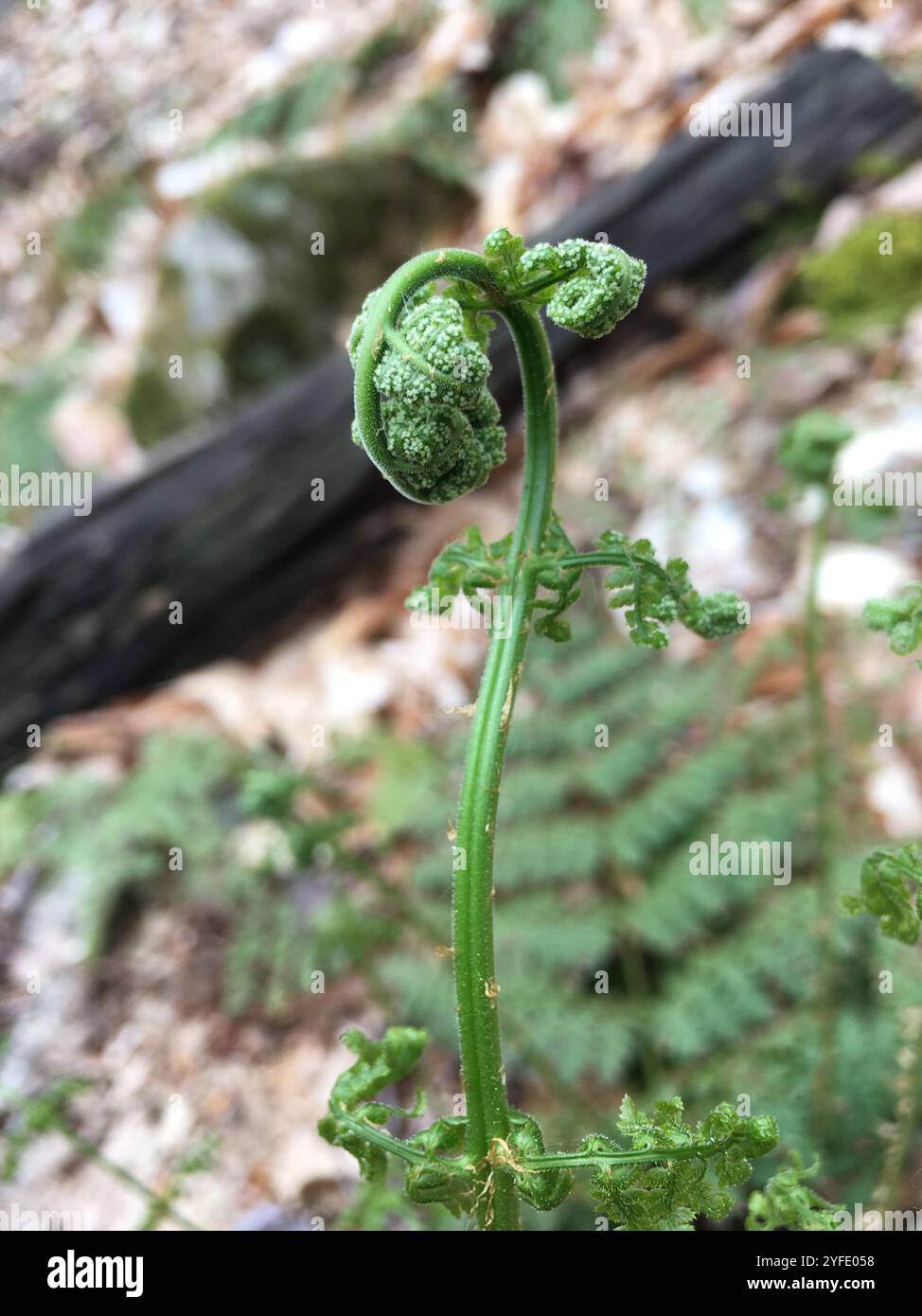intermediate wood fern (Dryopteris intermedia Stock Photo - Alamy