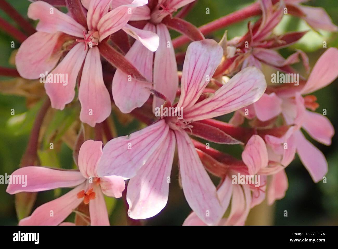 horseshoe geranium (Pelargonium zonale Stock Photo - Alamy