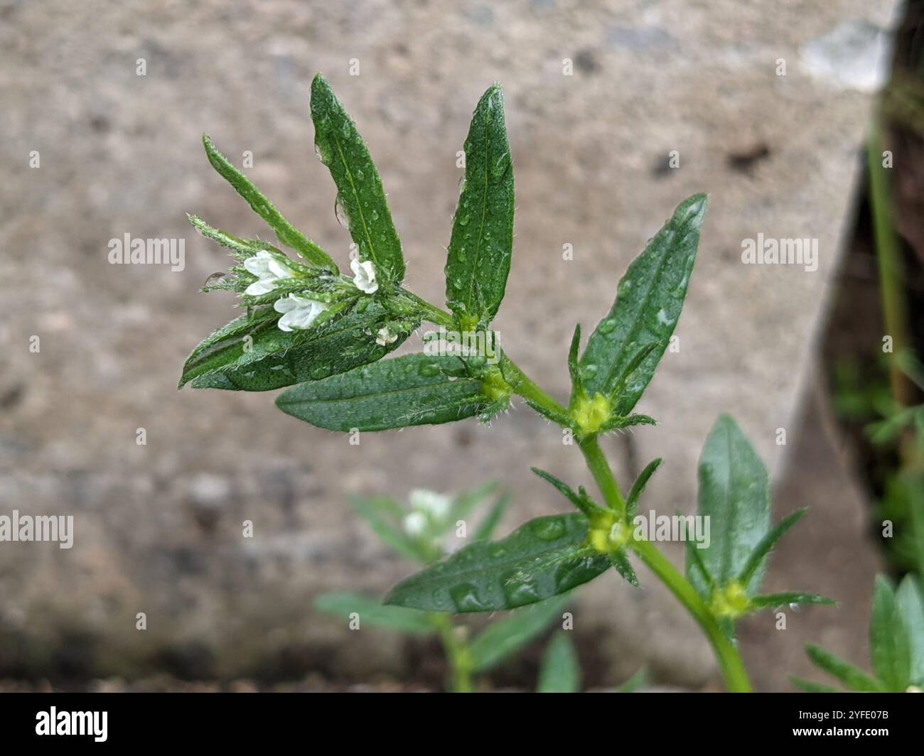 corn gromwell (Buglossoides arvensis Stock Photo - Alamy