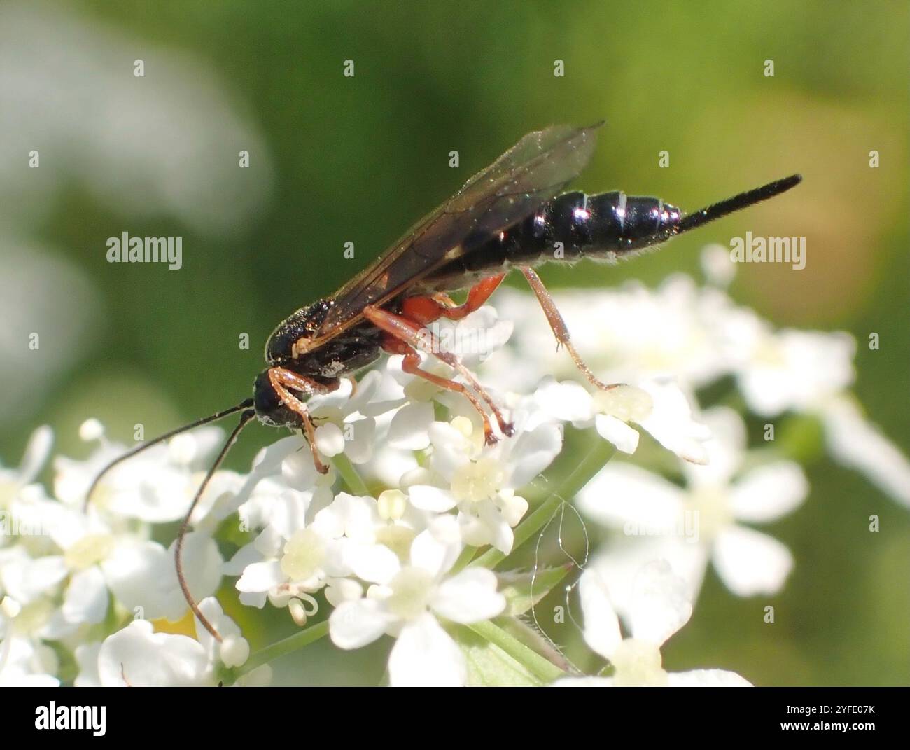 Ichneumonid Wasps (Ichneumonidae Stock Photo - Alamy