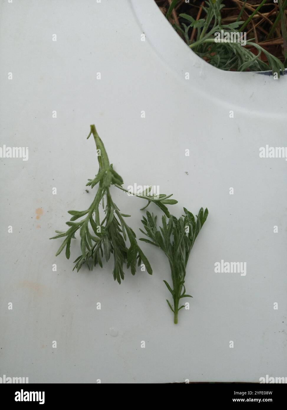 Field Sagewort (Artemisia campestris Stock Photo - Alamy