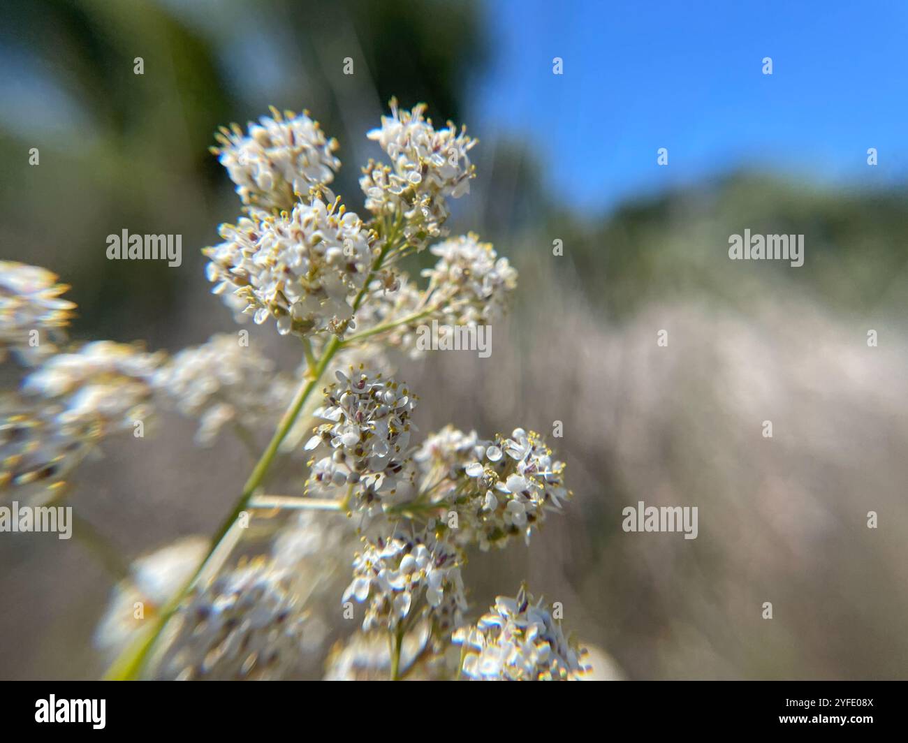 broadleaved pepperweed (Lepidium latifolium Stock Photo - Alamy