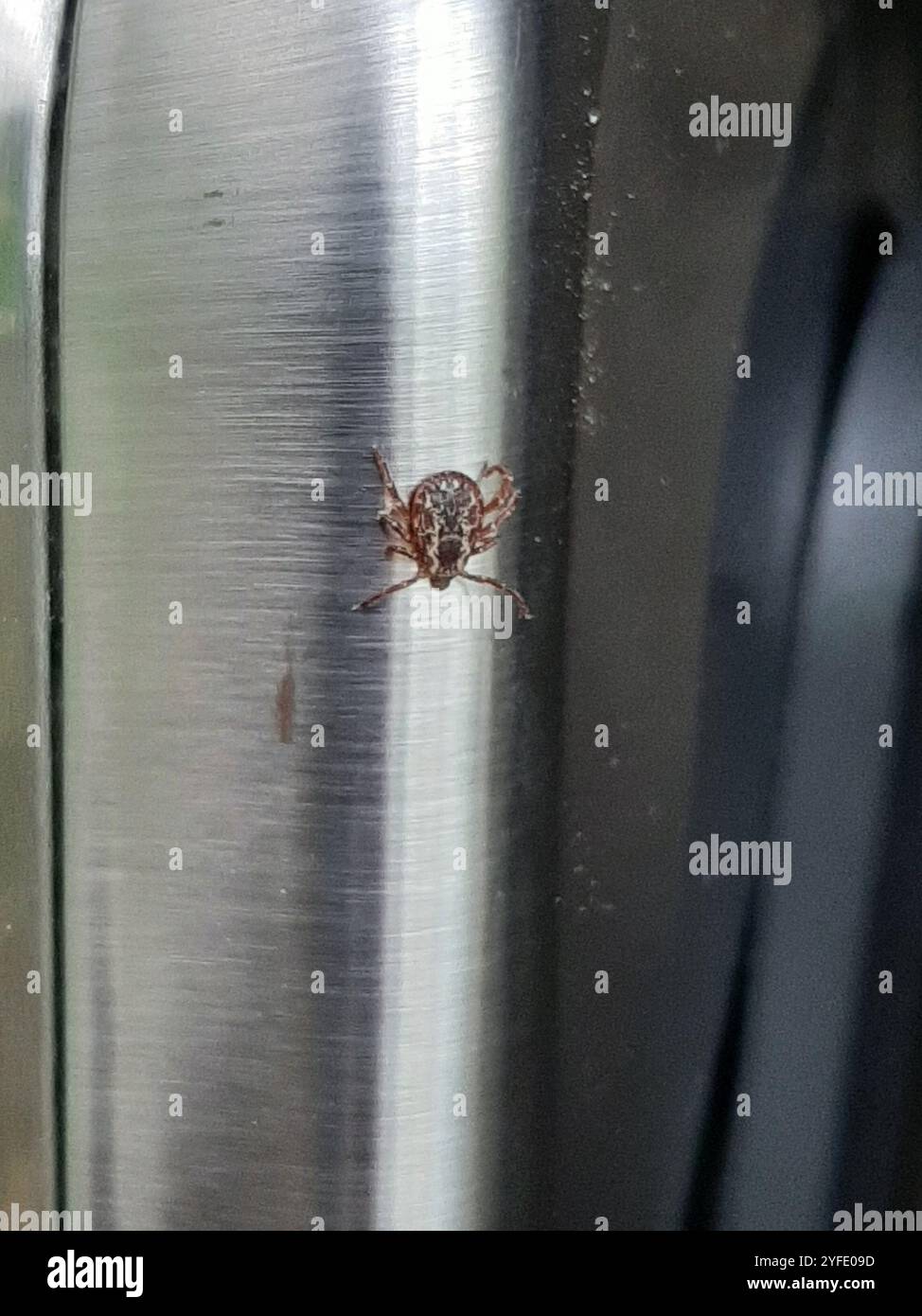 American Dog Tick (Dermacentor variabilis Stock Photo - Alamy