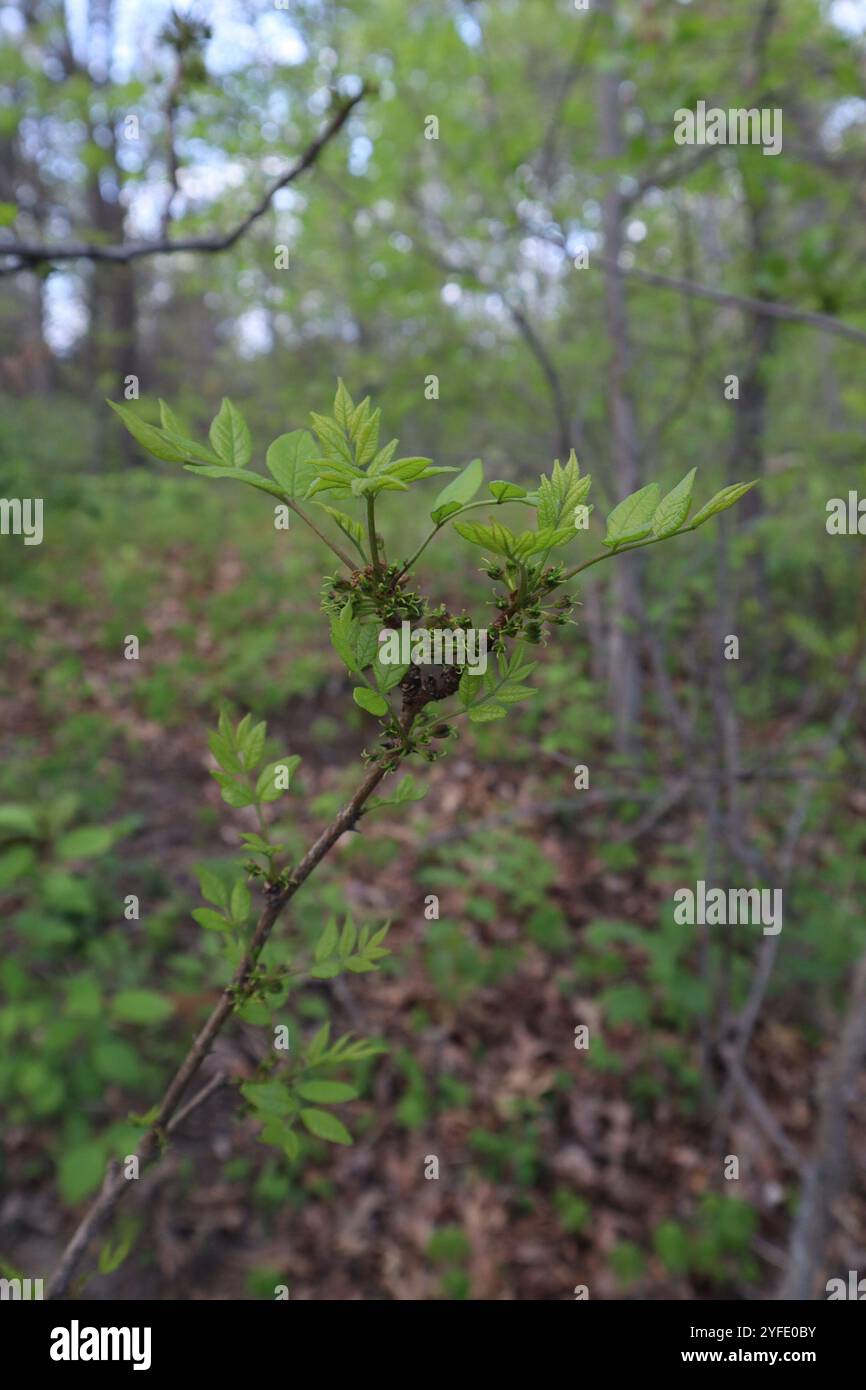 common prickly ash (Zanthoxylum americanum Stock Photo - Alamy