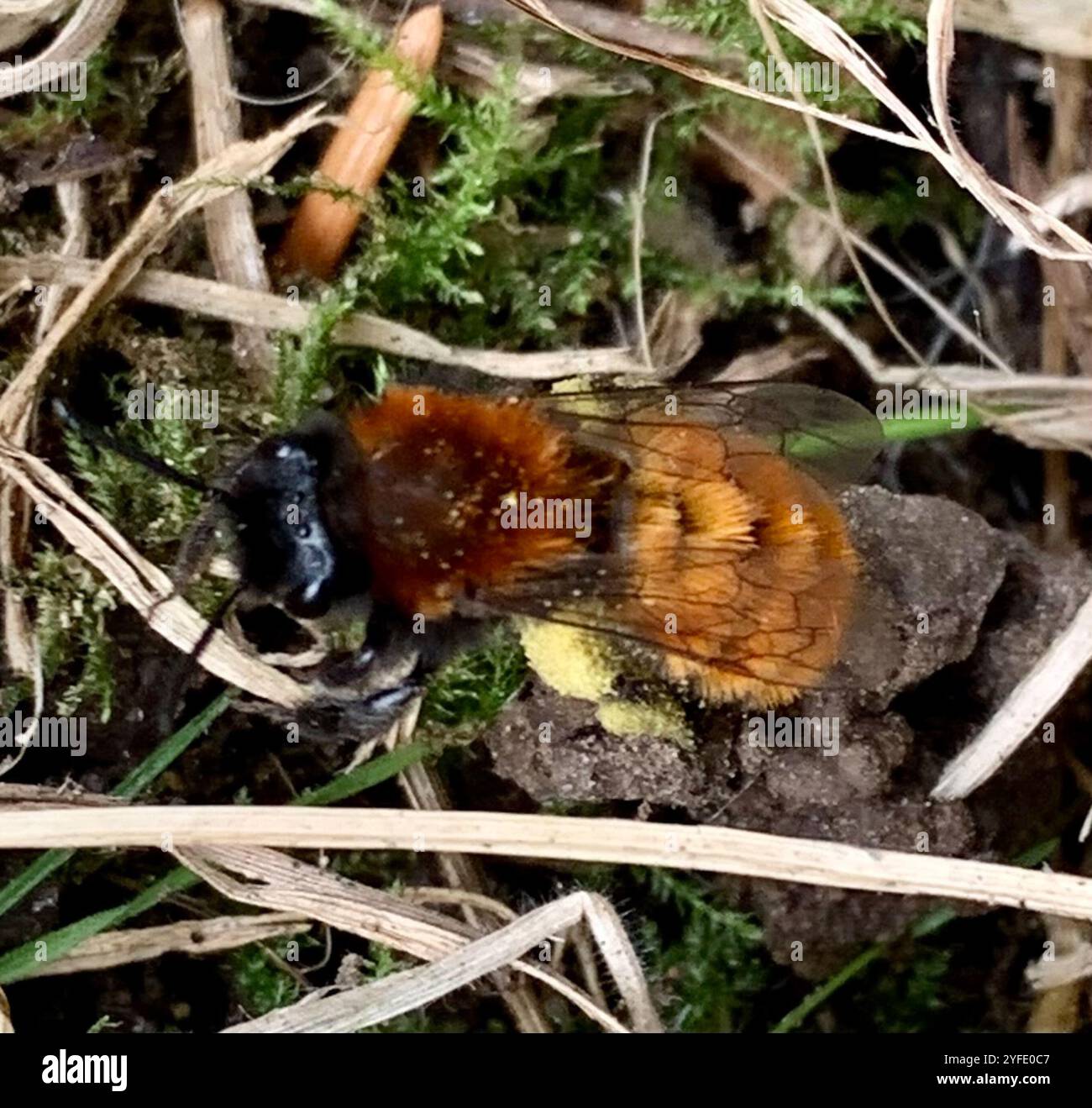 Tawny Mining Bee (Andrena fulva Stock Photo - Alamy