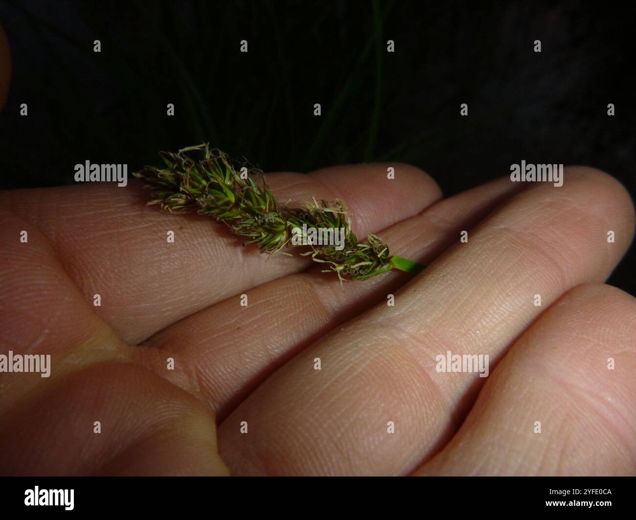 True Fox-sedge (Carex vulpina Stock Photo - Alamy