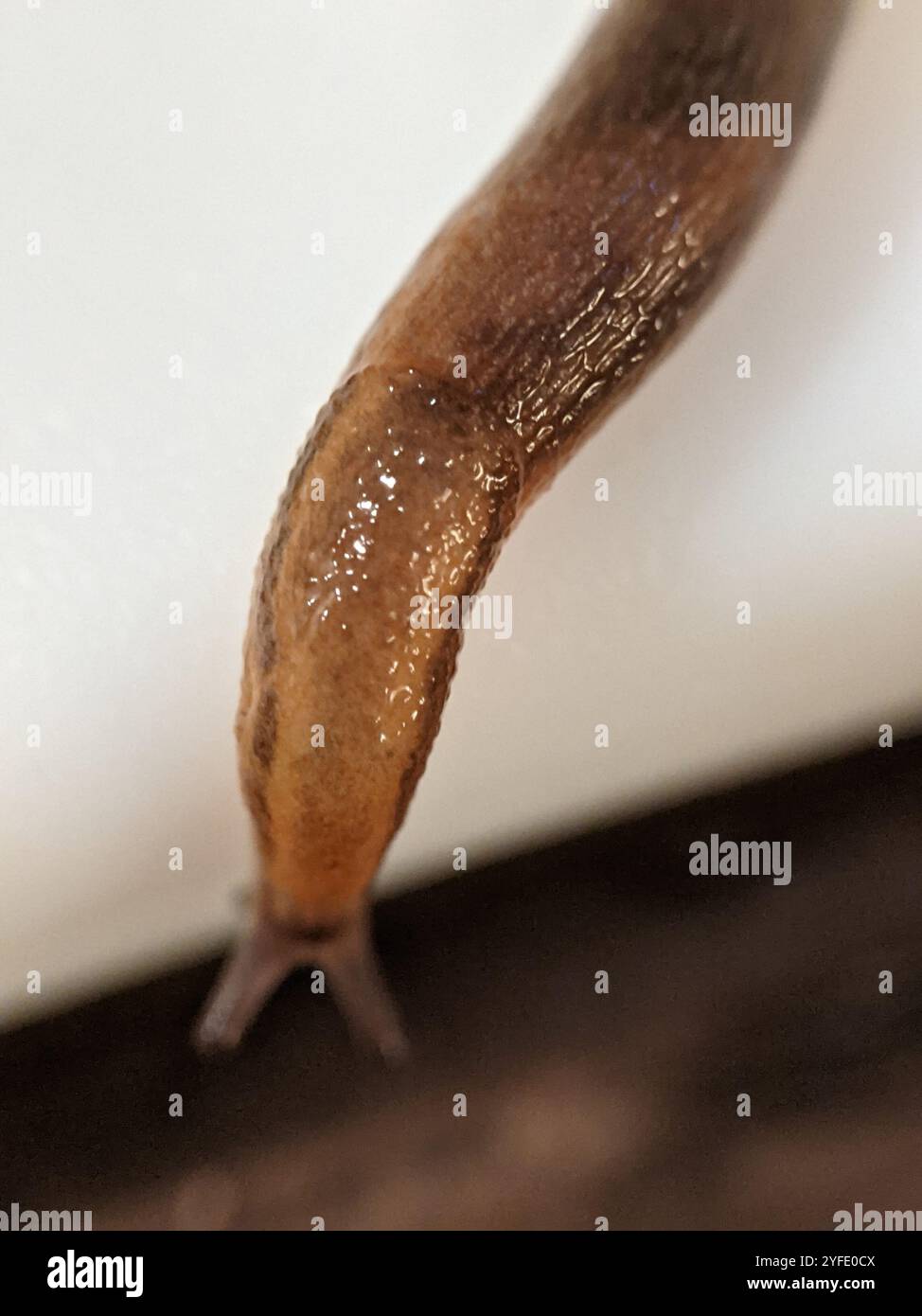 Arion Slugs (Arion Stock Photo - Alamy