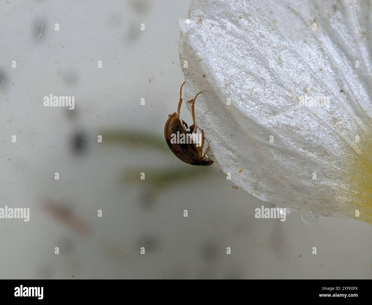 Laccobius hi-res stock photography and images - Alamy