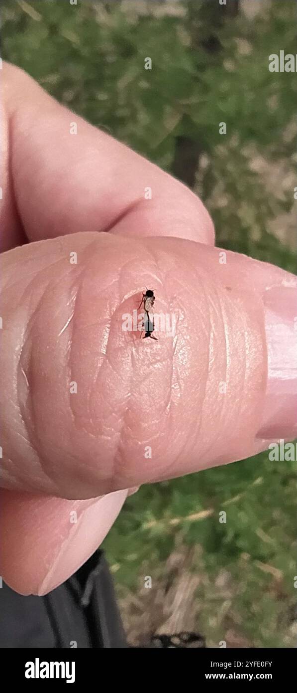 Biting Midges (Ceratopogonidae Stock Photo - Alamy