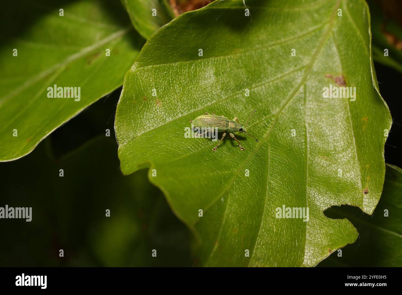 Green Immigrant Leaf Weevil (Polydrusus formosus Stock Photo - Alamy